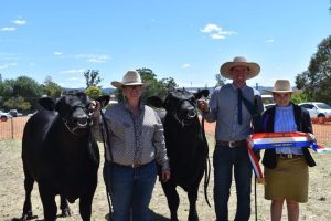 Beef Cattle - Dungog Show