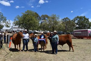 Beef Cattle - Dungog Show