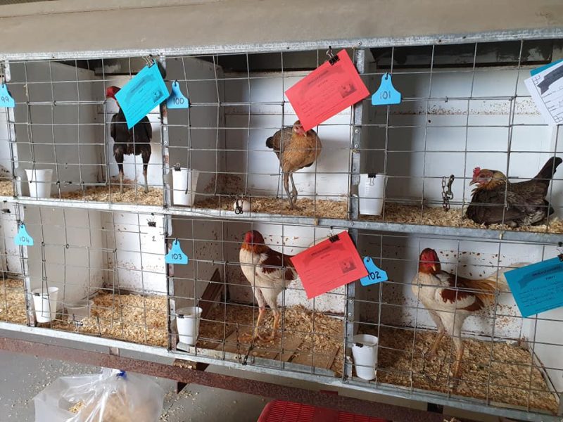 Poultry - Dungog Show