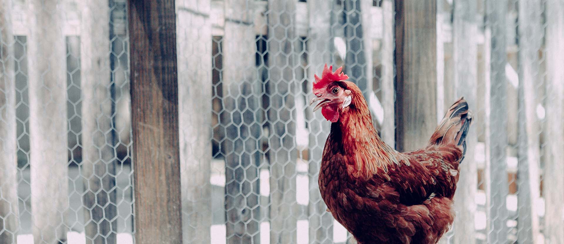 Poultry - Dungog Show: 7 & 8 November 2025