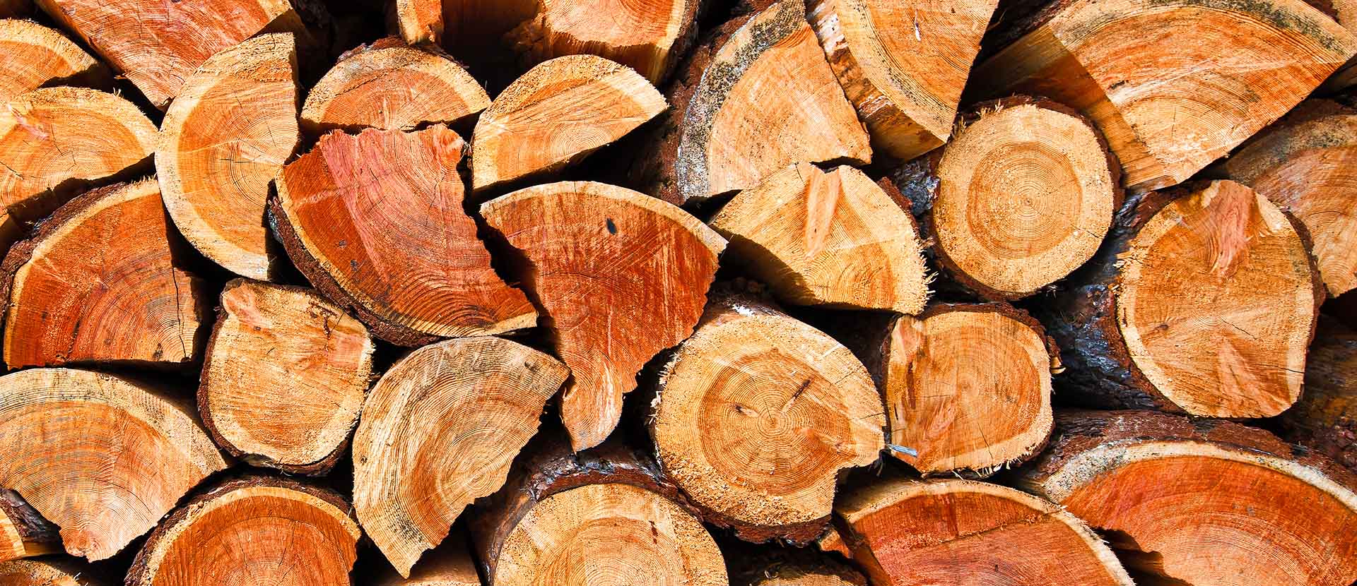 Wood Chopping - Dungog Show: 7 & 8 November 2025