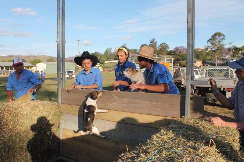 Dog High Jump - Dungog Show: 7 & 8 November 2025